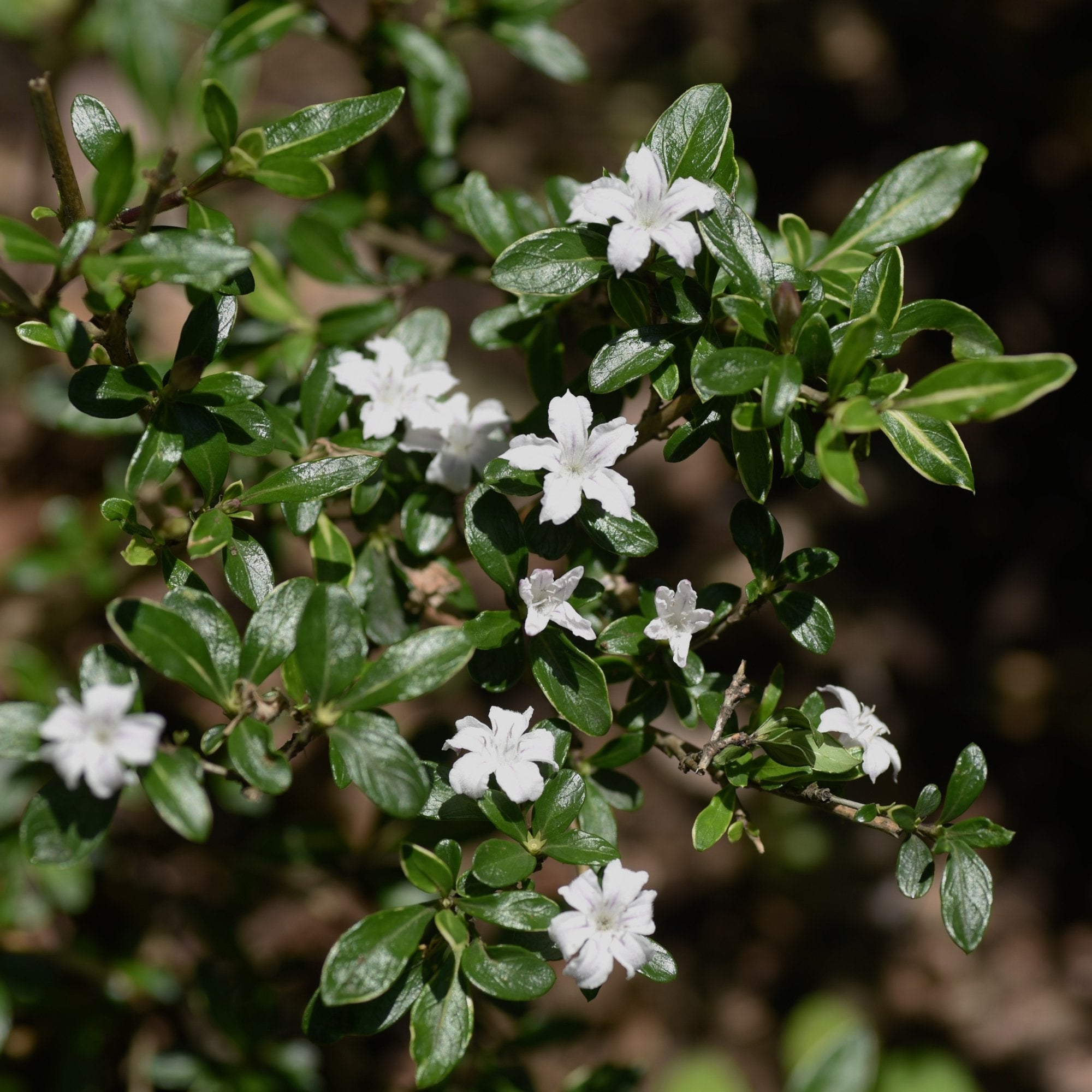 Serissa Species Guide- tree of a thousand stars – Bonsai-En