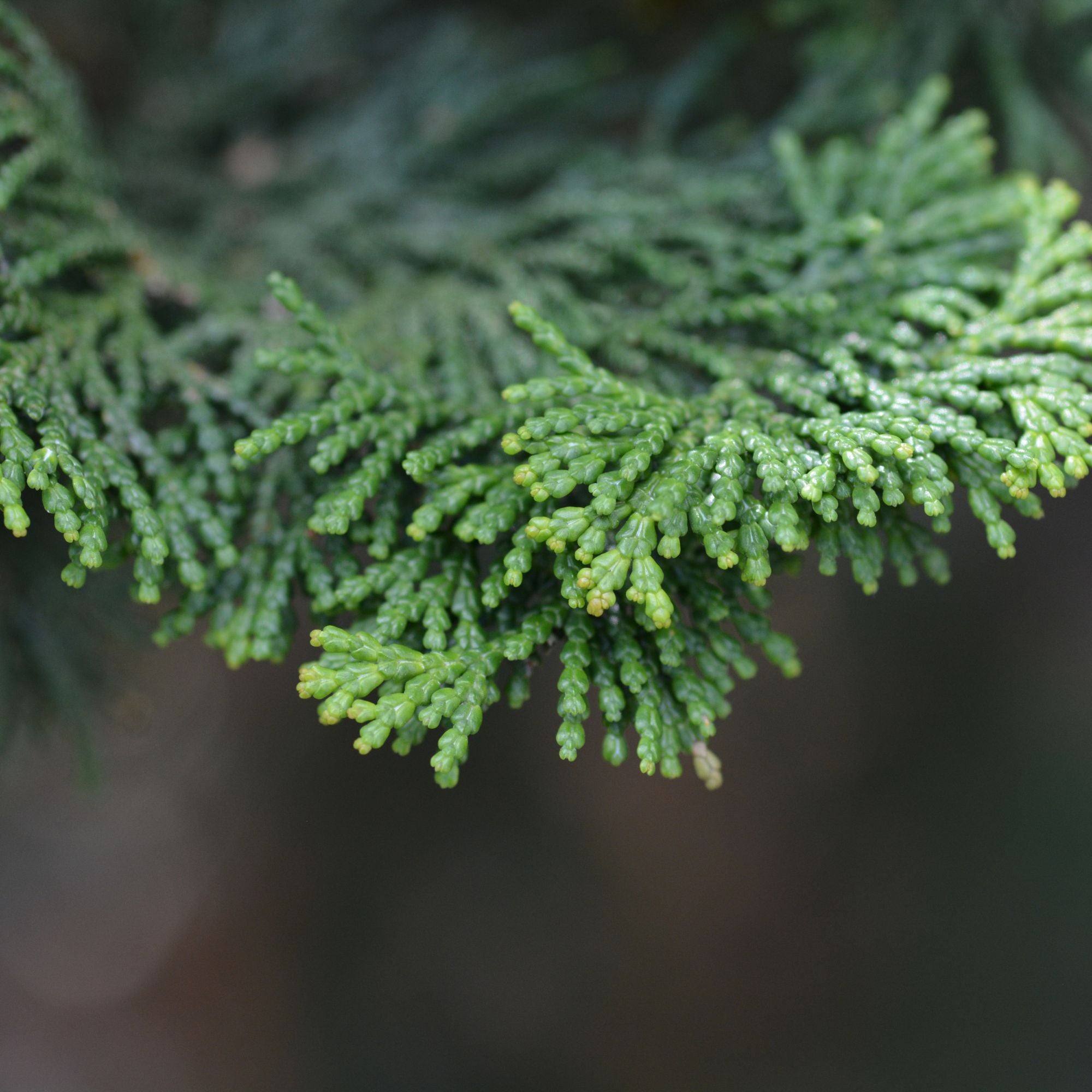 Hinoki Cypress Species Guide – Bonsai-En