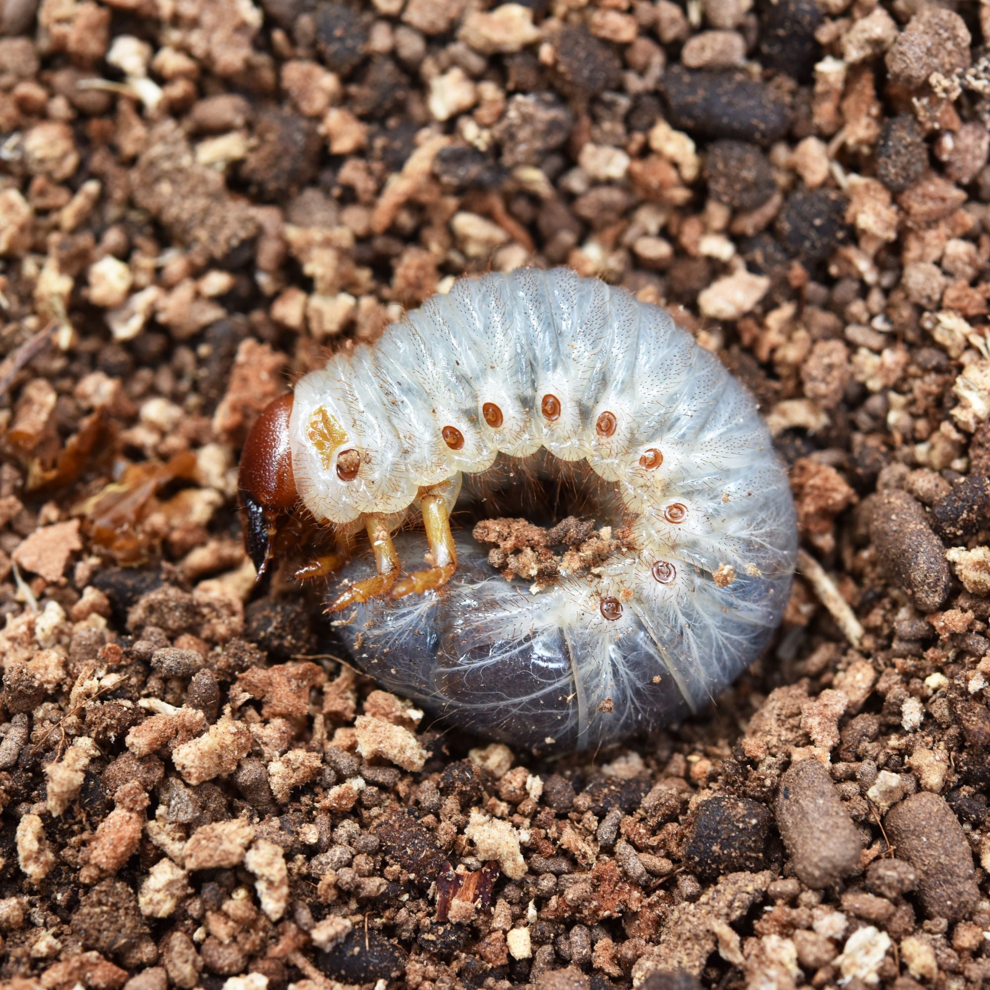 Curl Grub & Bonsai - Identification, Prevention and Treatment – Bonsai-En