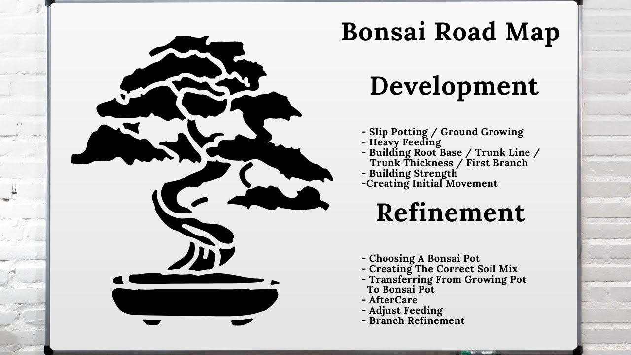 Your Ultimate Roadmap to Growing Stunning Bonsai Trees – Bonsai-En