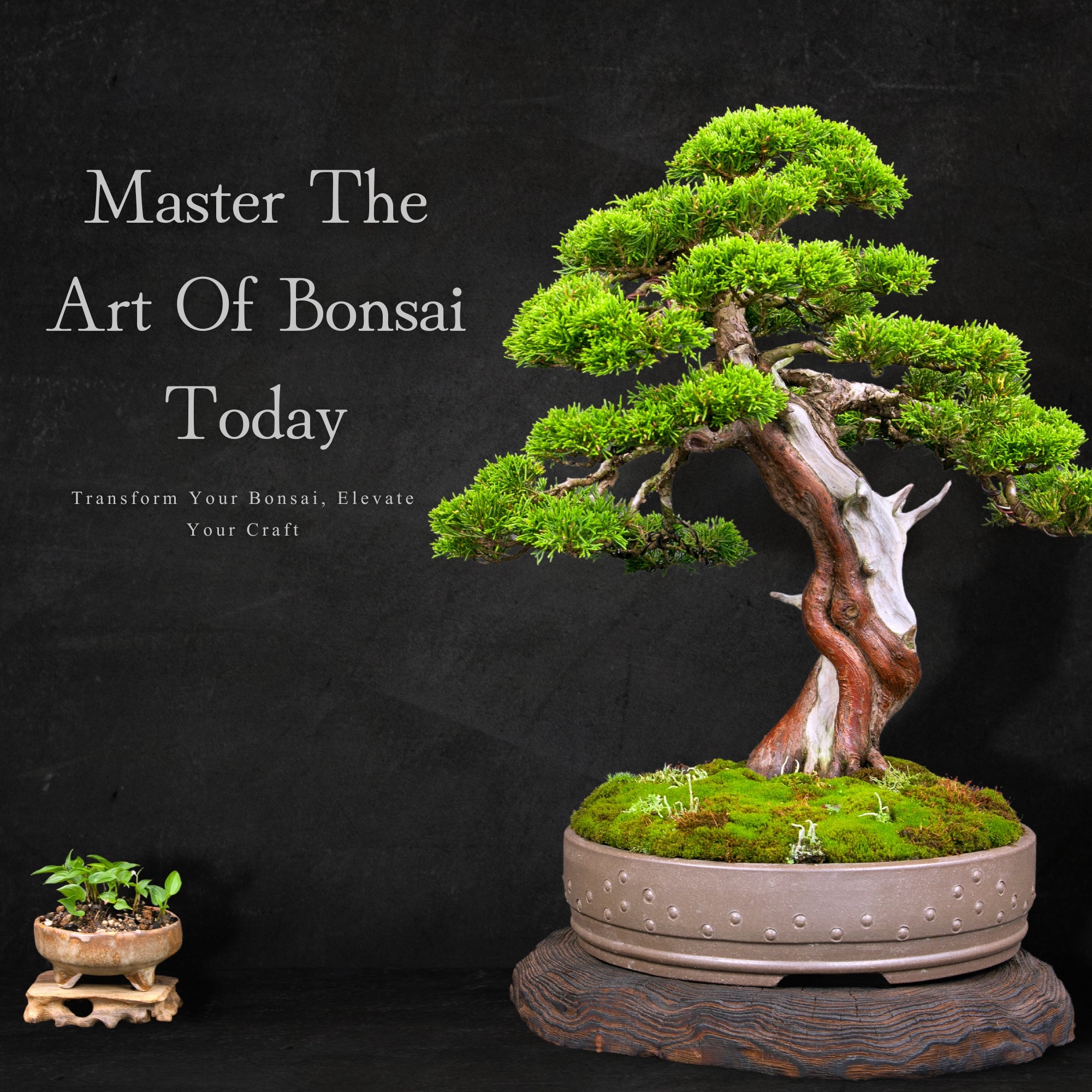 December Bonsai Class 1 - Mon 8th December – Bonsai-En
