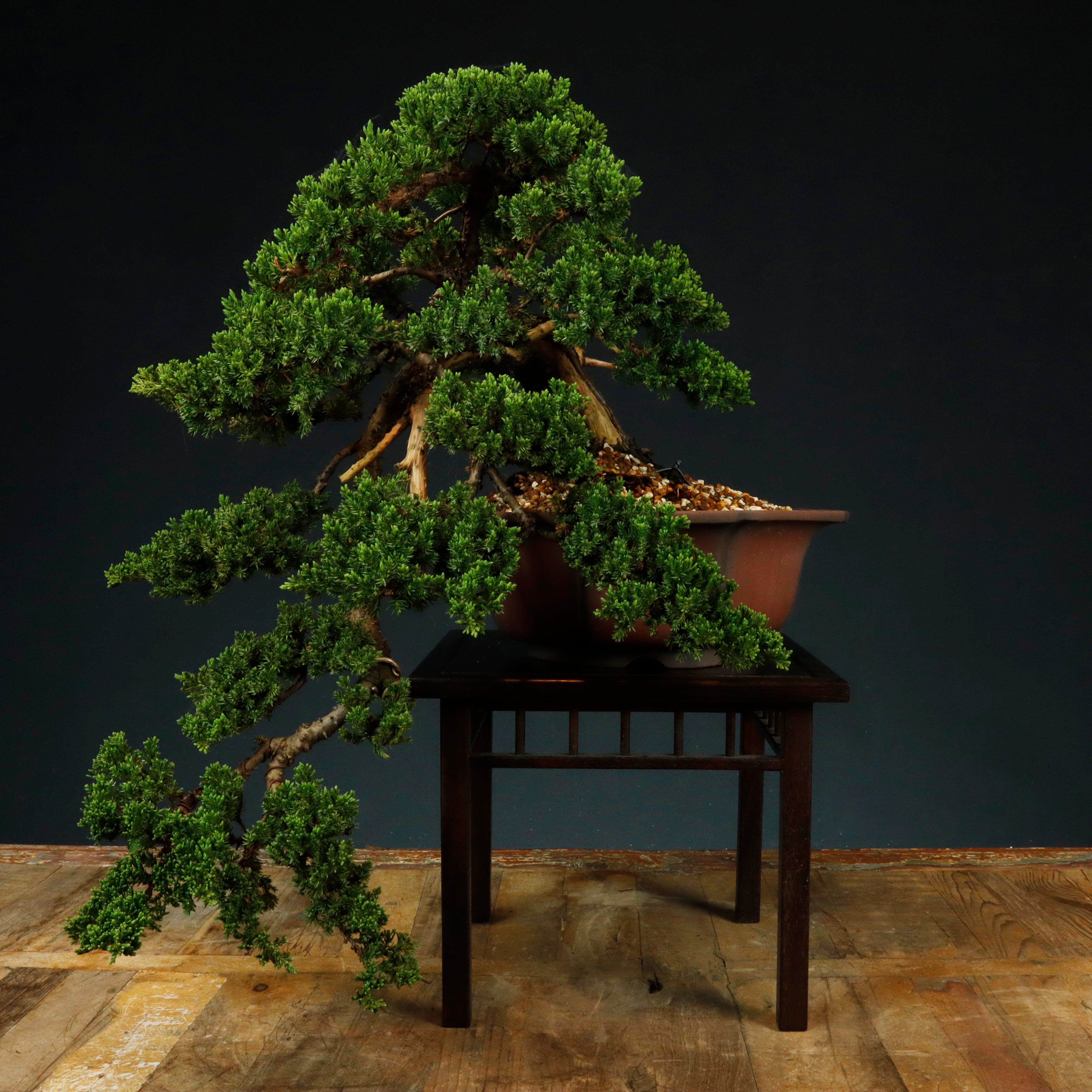 Semi-Cascade Juniper #2 - Pick Up Only – Bonsai-En